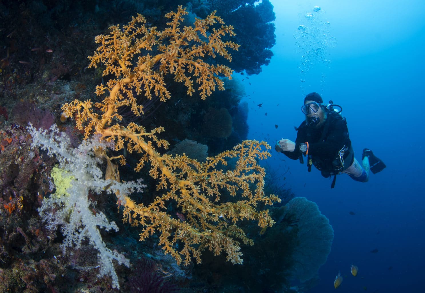 Diving and Exploring the Underwater Paradise of Triton Bay - Calico Jack